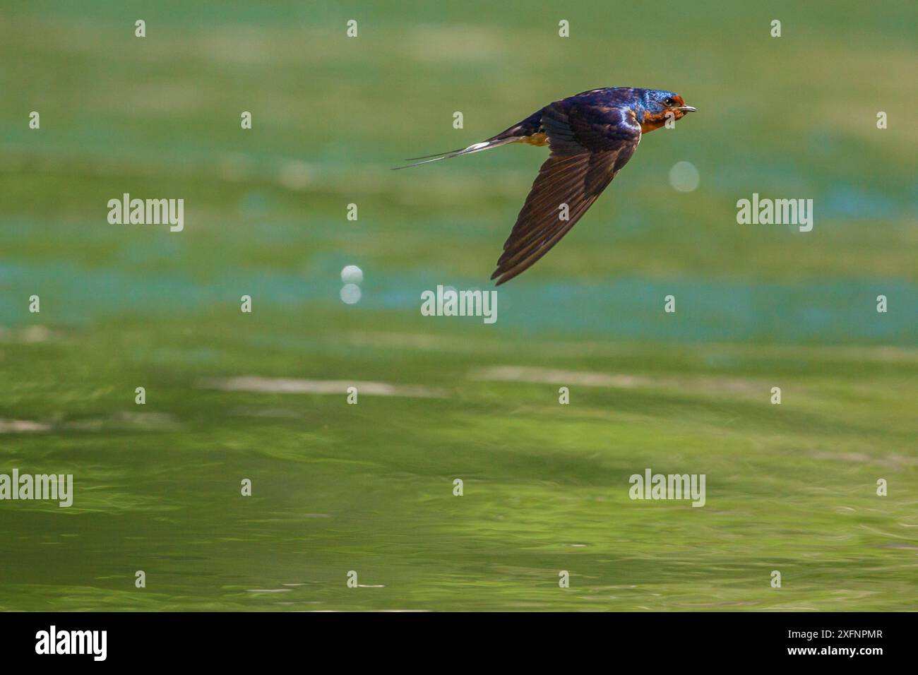 American barn swallow (Hirundo rustica erythrogaster) in flight ...