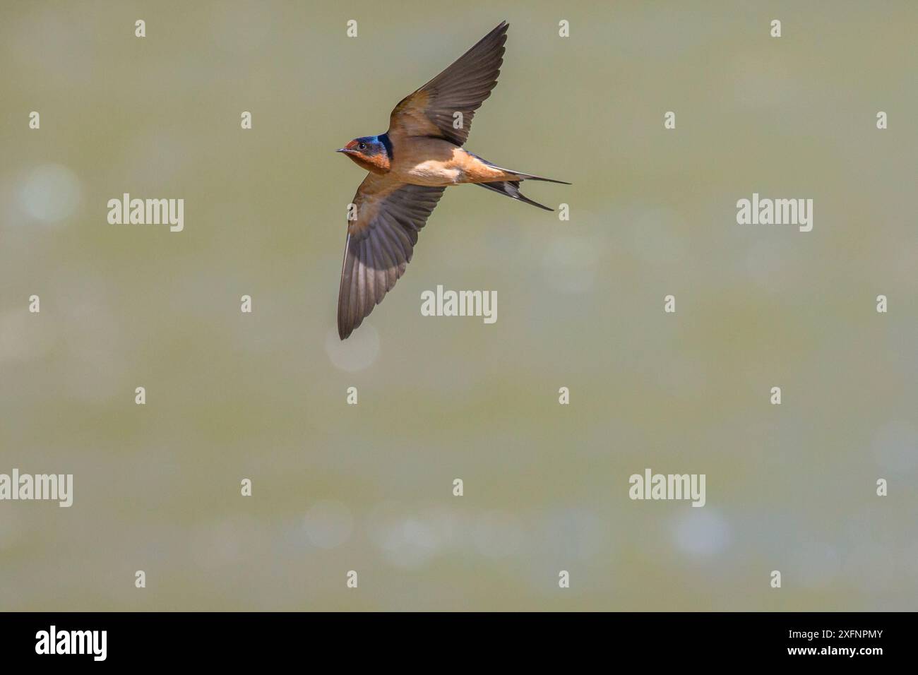 American barn swallow (Hirundo rustica erythrogaster) in flight ...