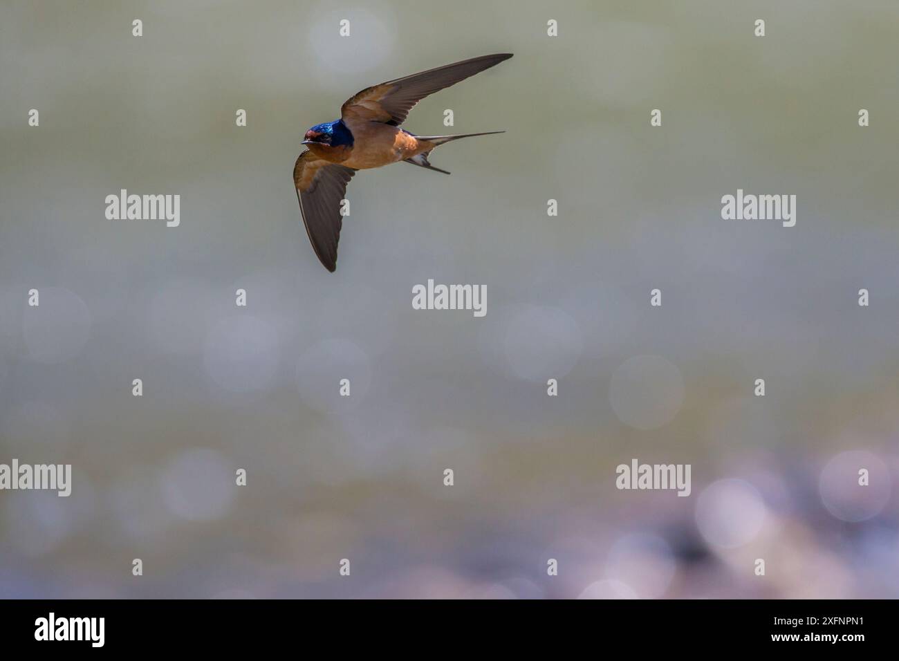 American barn swallow (Hirundo rustica erythrogaster) in flight ...