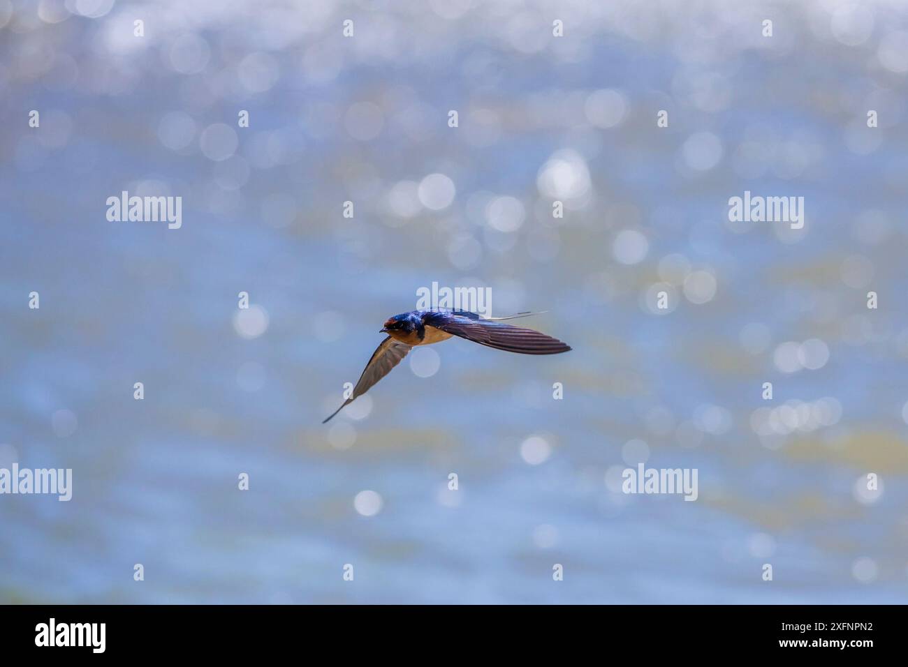 American barn swallow (Hirundo rustica erythrogaster) in flight ...
