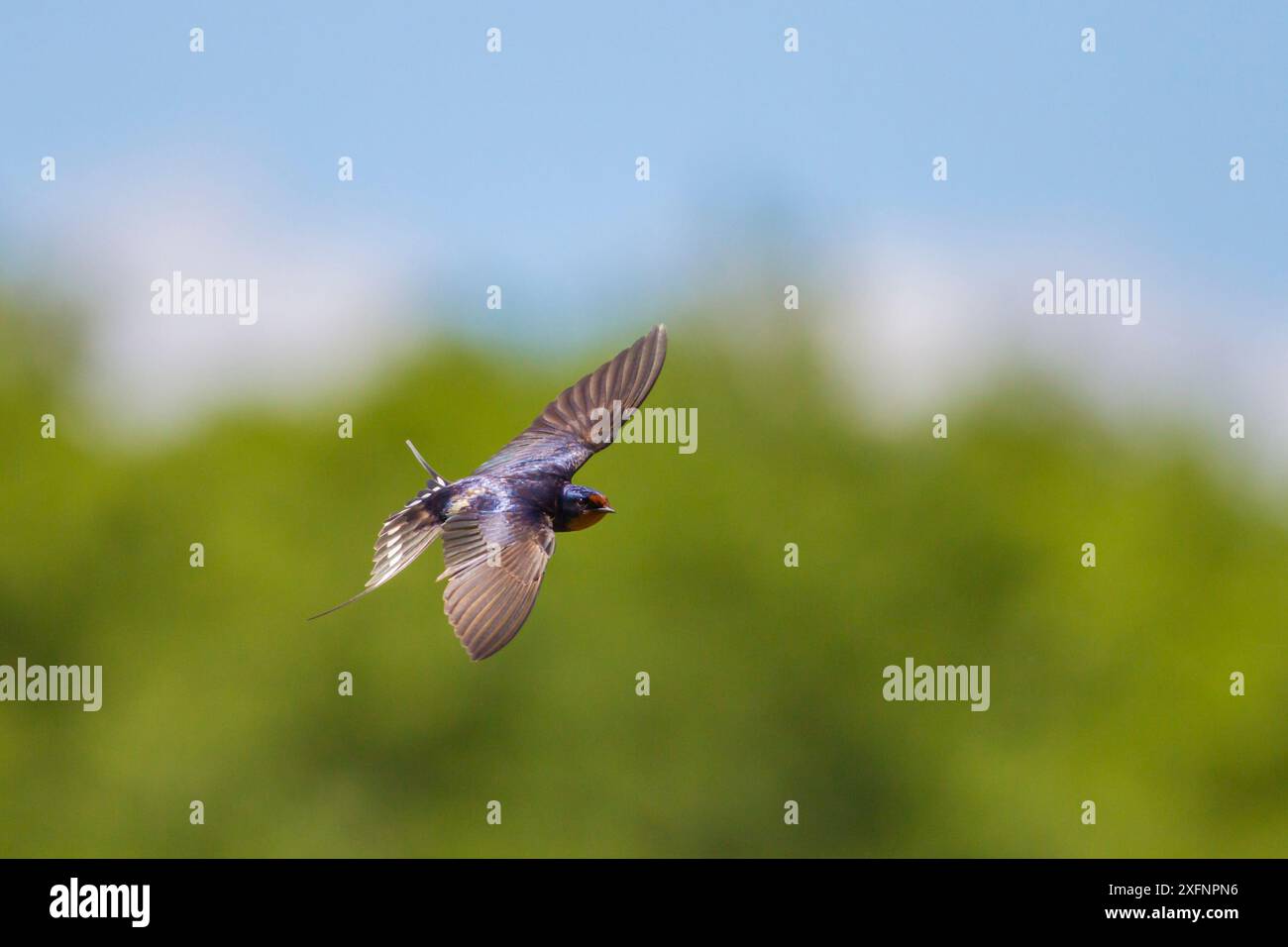 Barn swallow (Hirundo rustica), in flight, Monmouthshire, Wales, UK ...