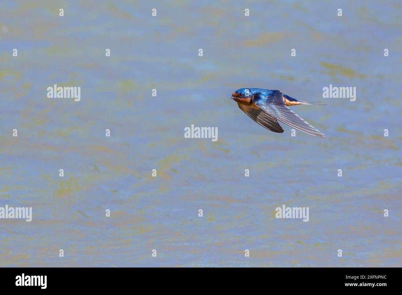 American barn swallow (Hirundo rustica erythrogaster) in flight ...