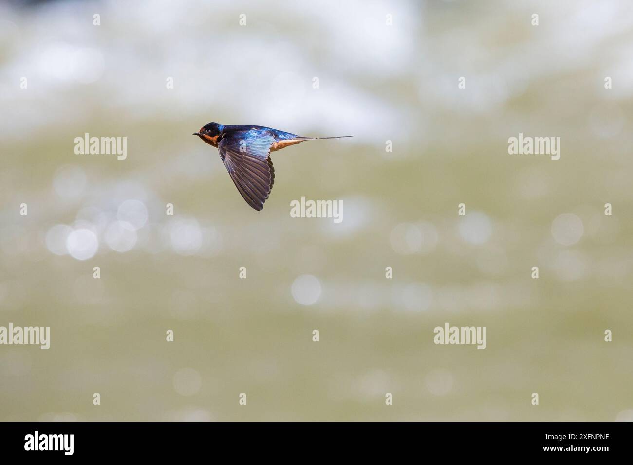 American barn swallow (Hirundo rustica erythrogaster) in flight ...