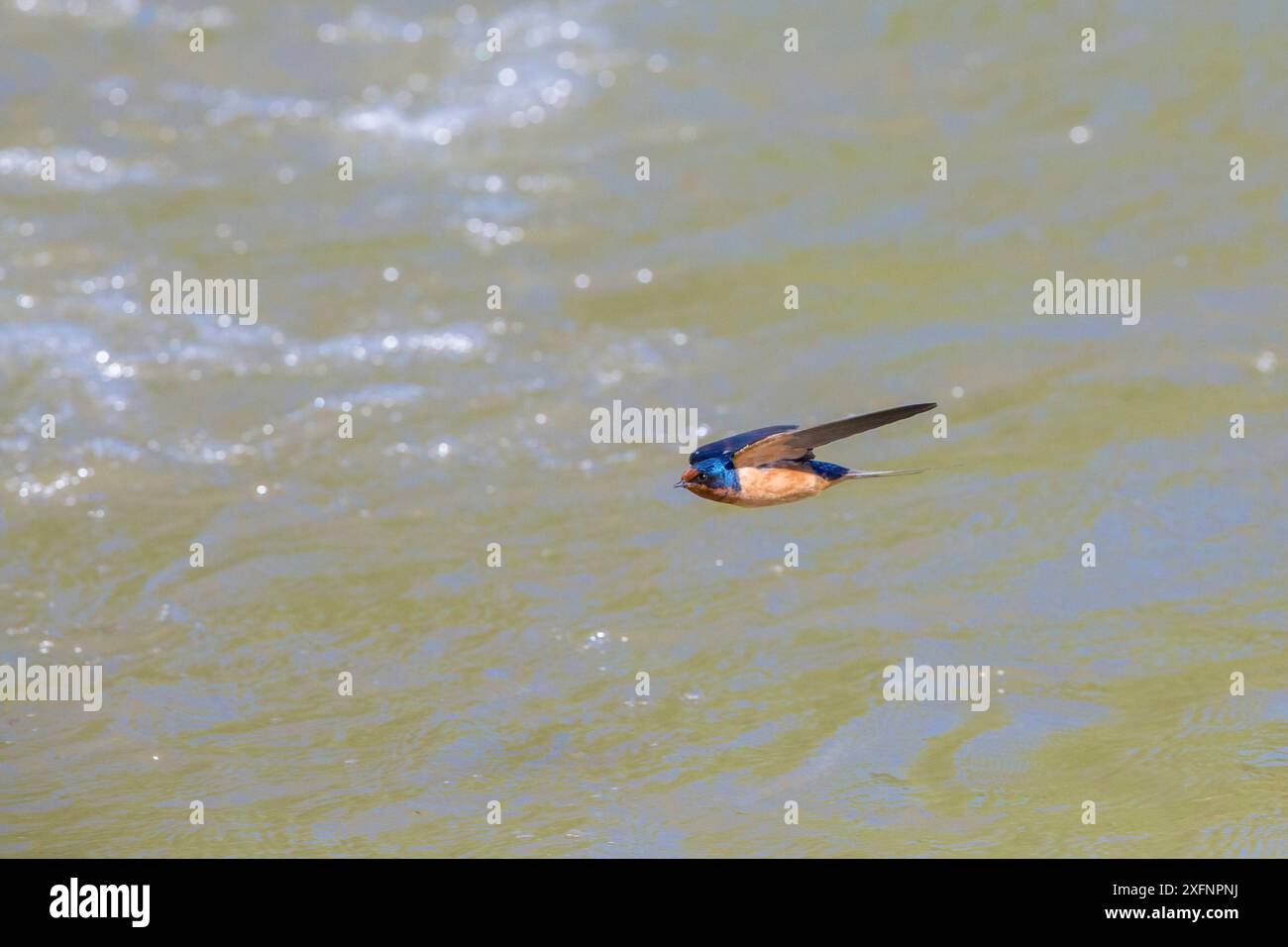 American barn swallow (Hirundo rustica erythrogaster) in flight ...