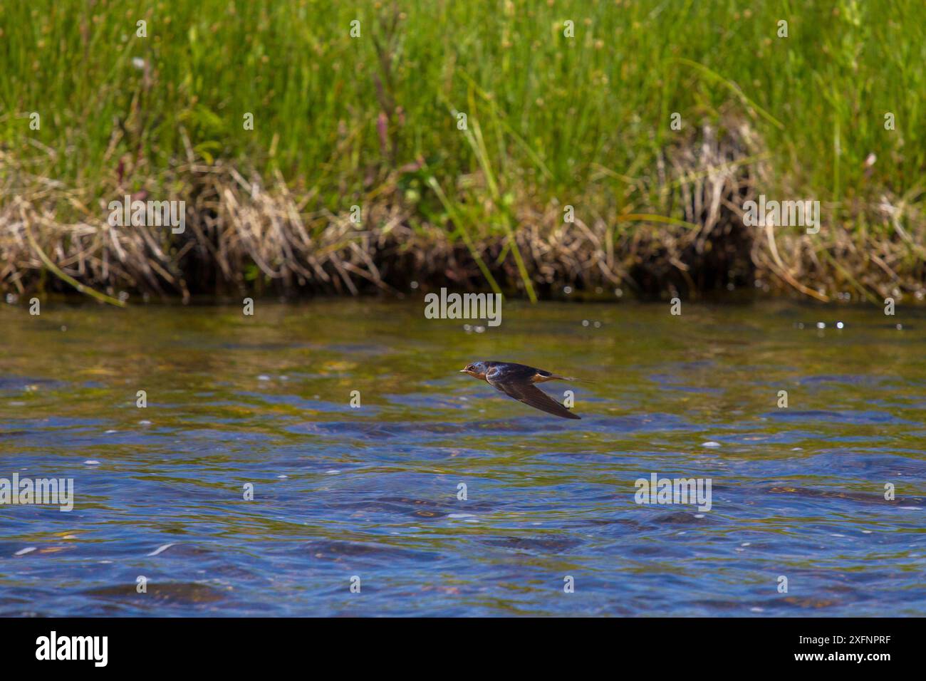 American barn swallow (Hirundo rustica erythrogaster) in flight ...