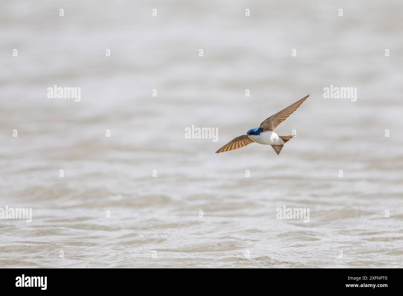 Tree swallow (Tachycineta bicolor), in flight catching insects over the ...