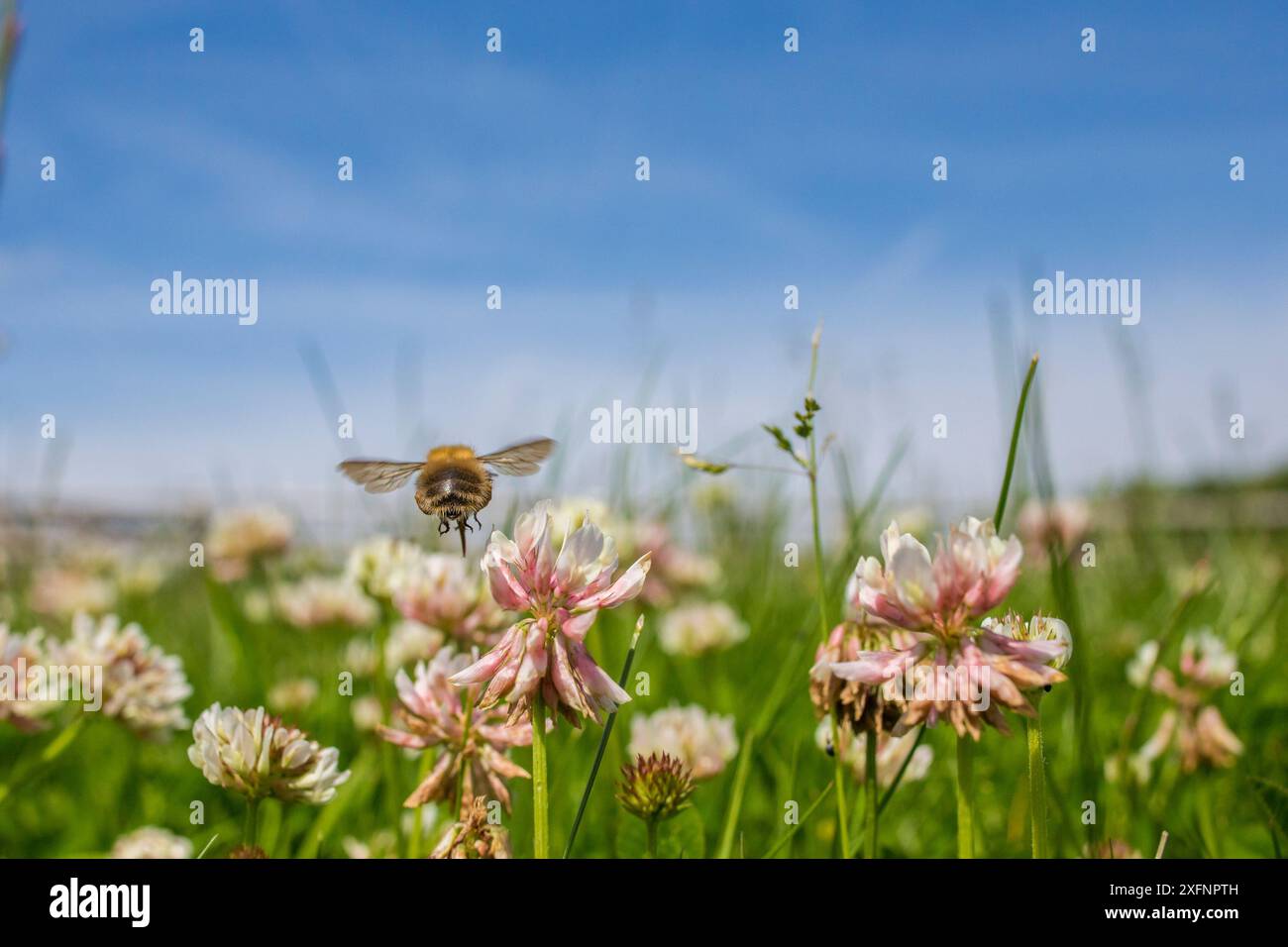 Common carder bumblebee (Bombus pascuorum) flying to Clover (Trifolium ...