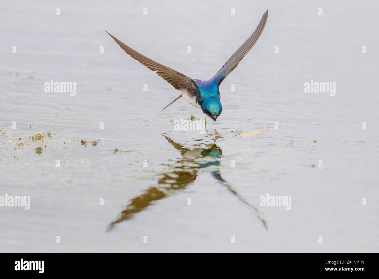 Tree swallow (Tachycineta bicolor) flying hunting insects over the ...