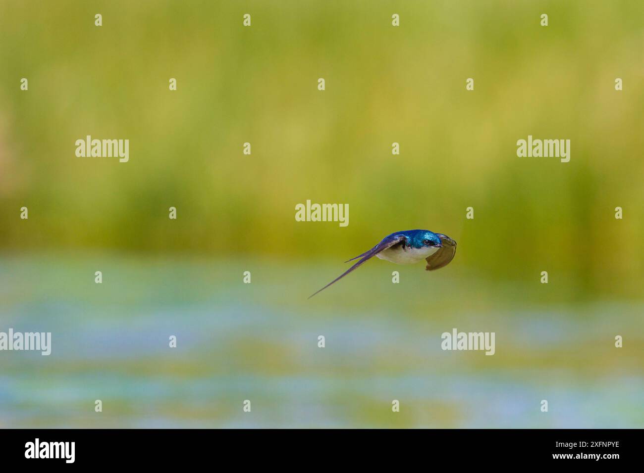 Tree swallow (Tachycineta bicolor) in flight catching insects over the ...