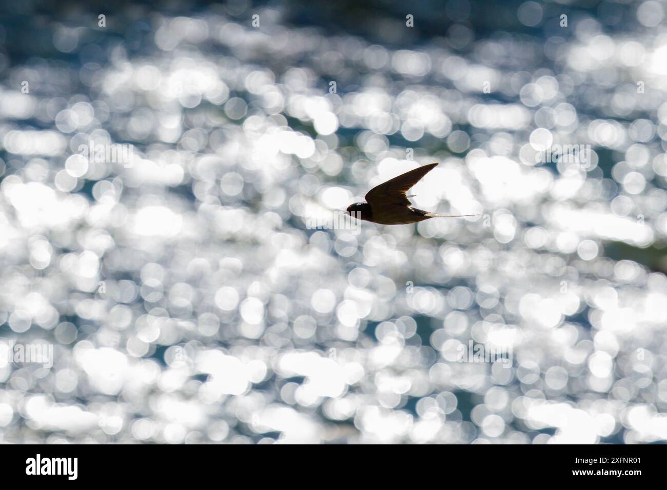 American barn swallow (Hirundo rustica erythrogaster) in flight ...