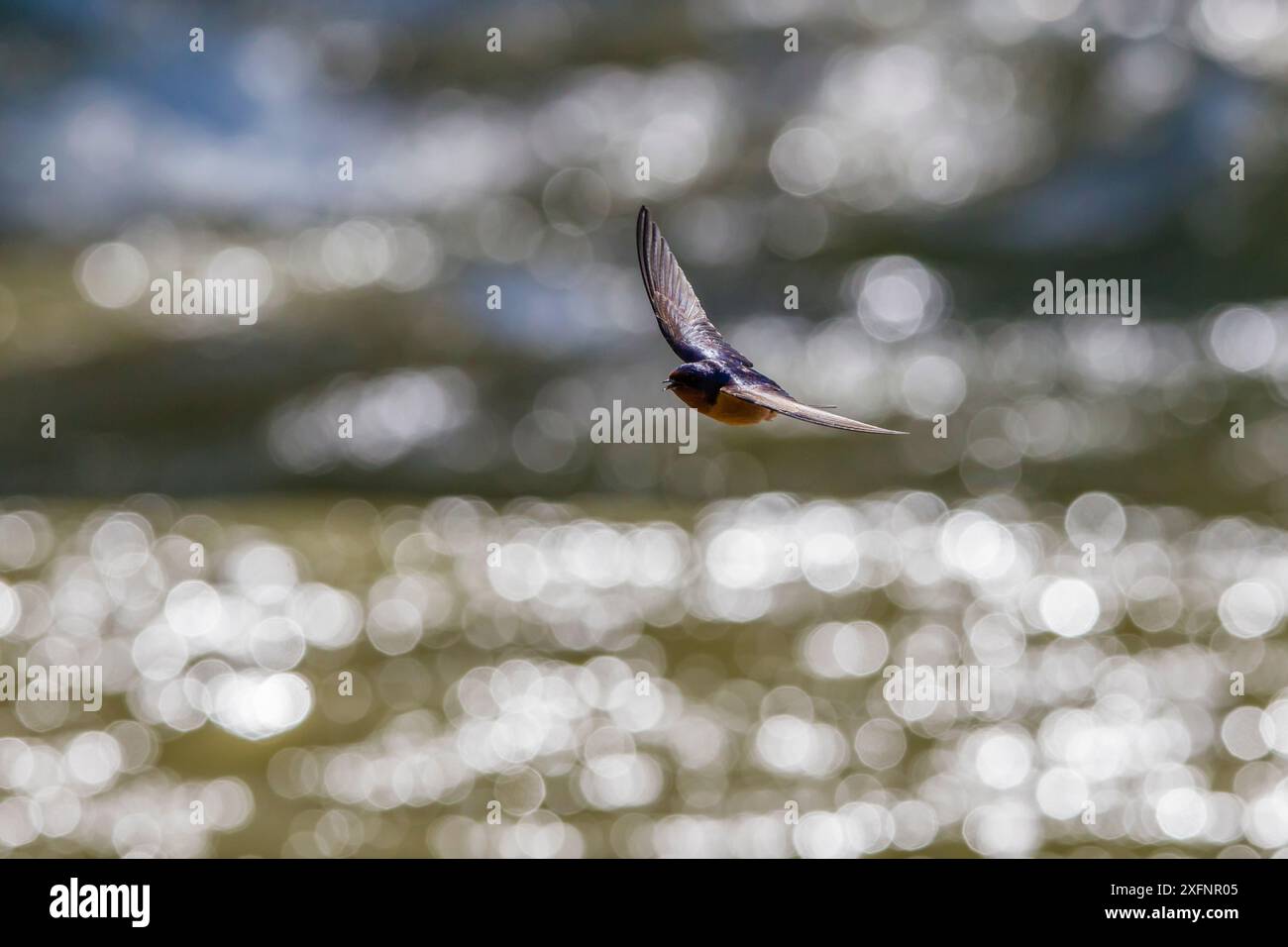 American barn swallow (Hirundo rustica erythrogaster) in flight ...