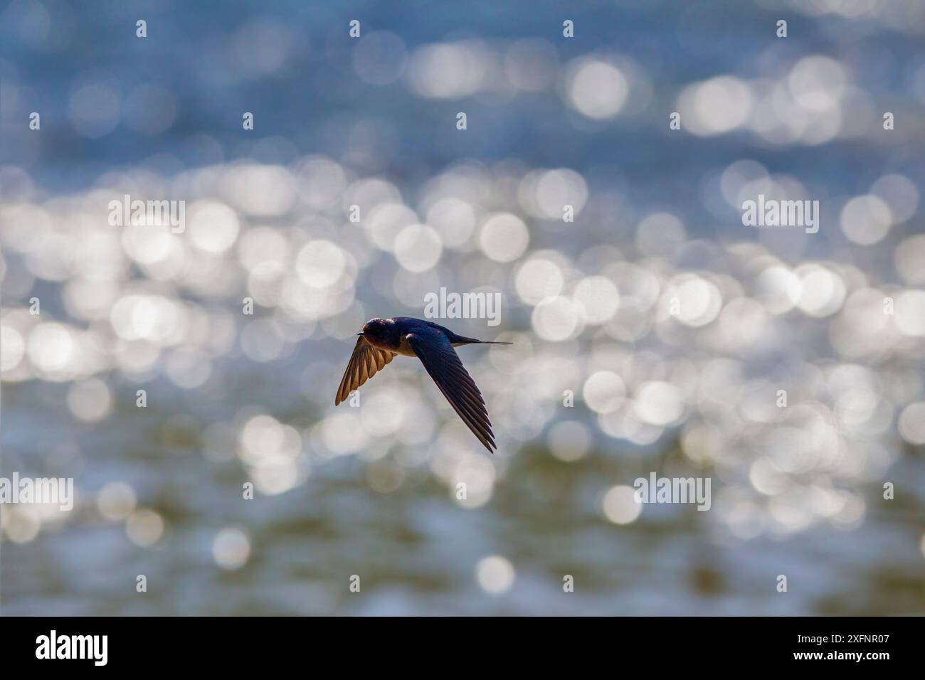 American barn swallow (Hirundo rustica erythrogaster) in flight ...