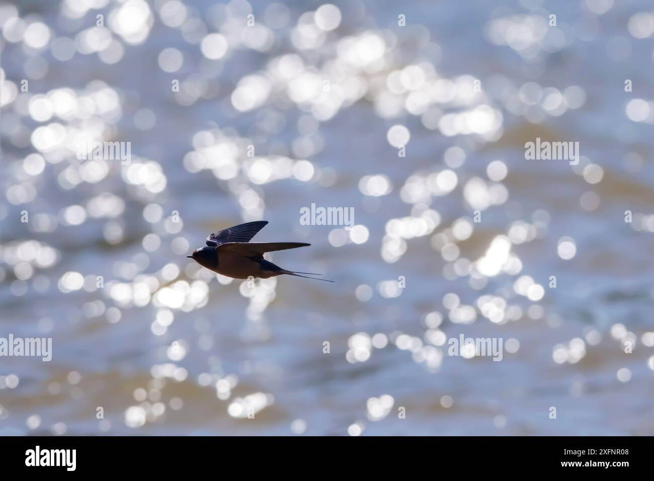 American barn swallow (Hirundo rustica erythrogaster) in flight ...