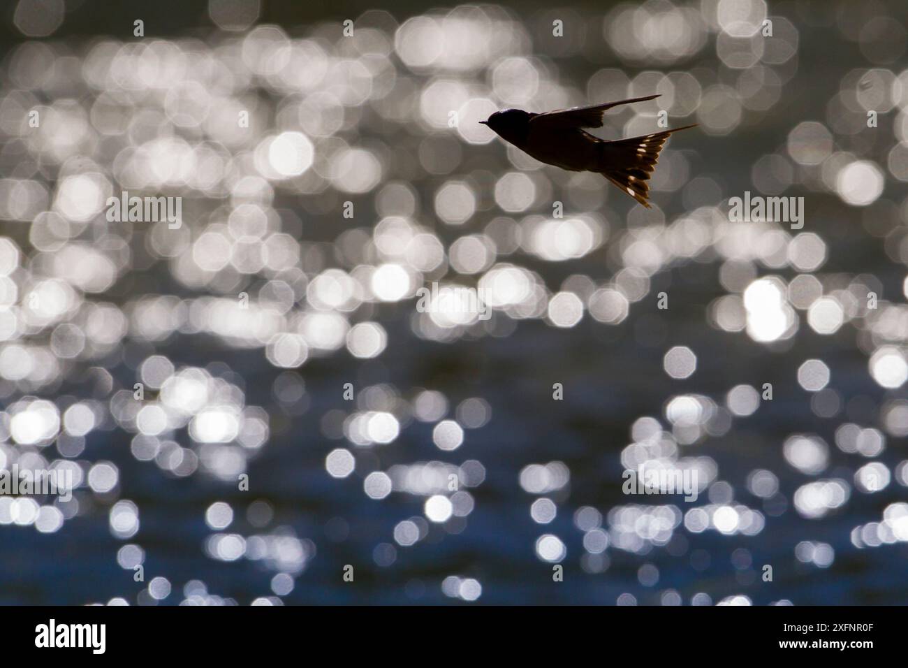 American barn swallow (Hirundo rustica erythrogaster) in flight ...