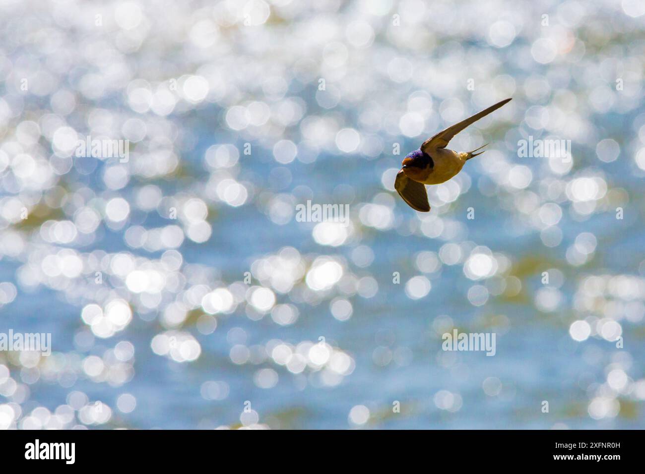 American barn swallow (Hirundo rustica erythrogaster) in flight ...