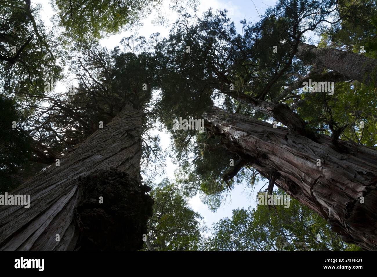 Looking up trunk of Alerce trees (Fitzroya cupressoides). Los Alerces ...