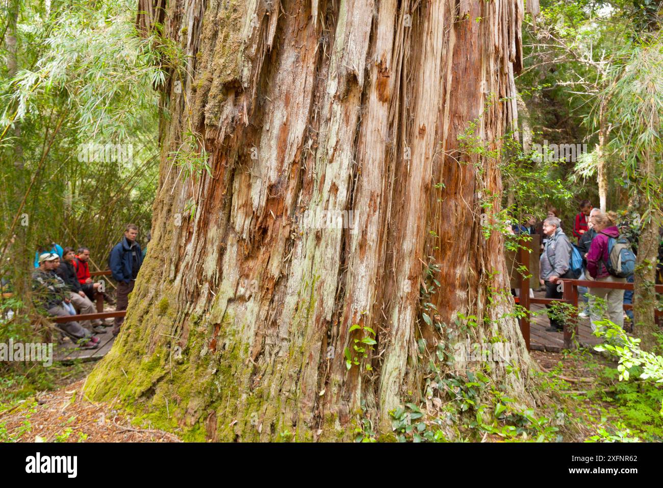 Base trunk of Alerce tree (Fitzroya cupressoides). Los Alerces National ...