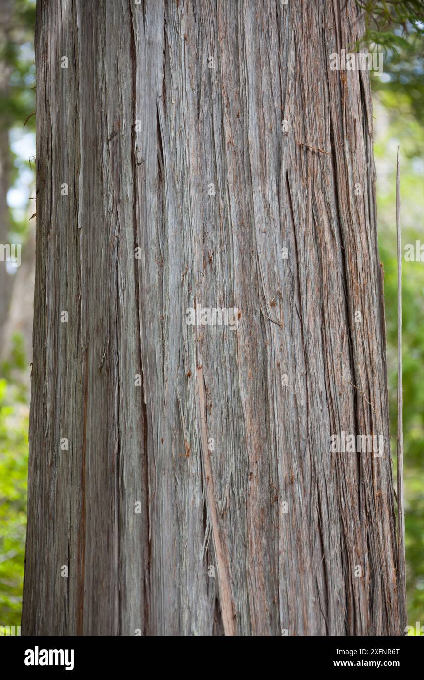 Trunk of Alerce tree (Fitzroya cupressoides). Los Alerces National Park ...