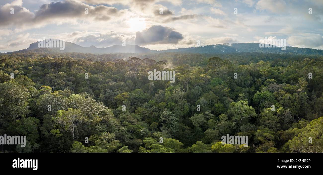 Batang Toru forests, North Sumatra, Indonesia. This forest is home to a ...