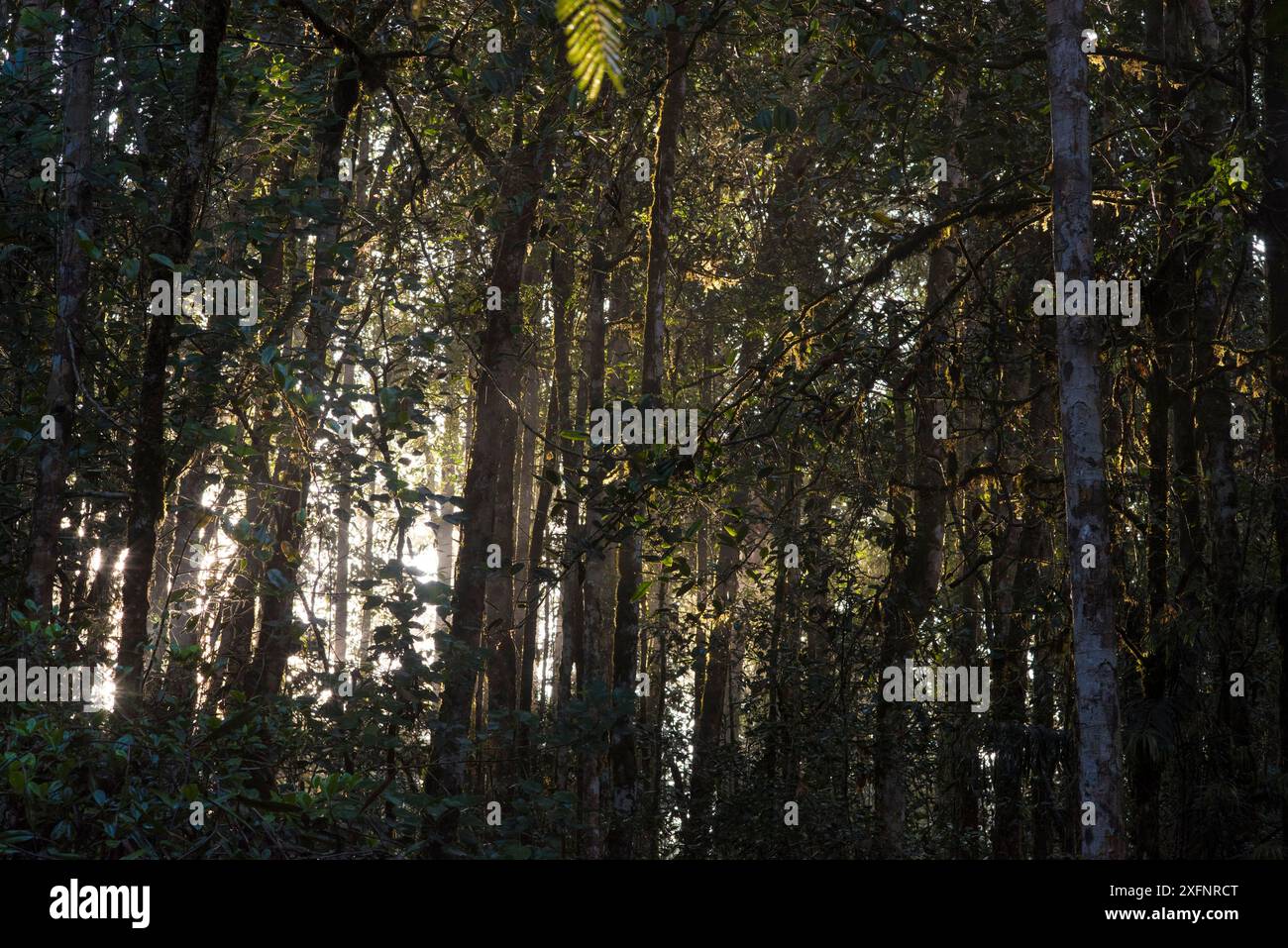 Batang Toru forests, North Sumatra, Indonesia. This forest is home to a ...