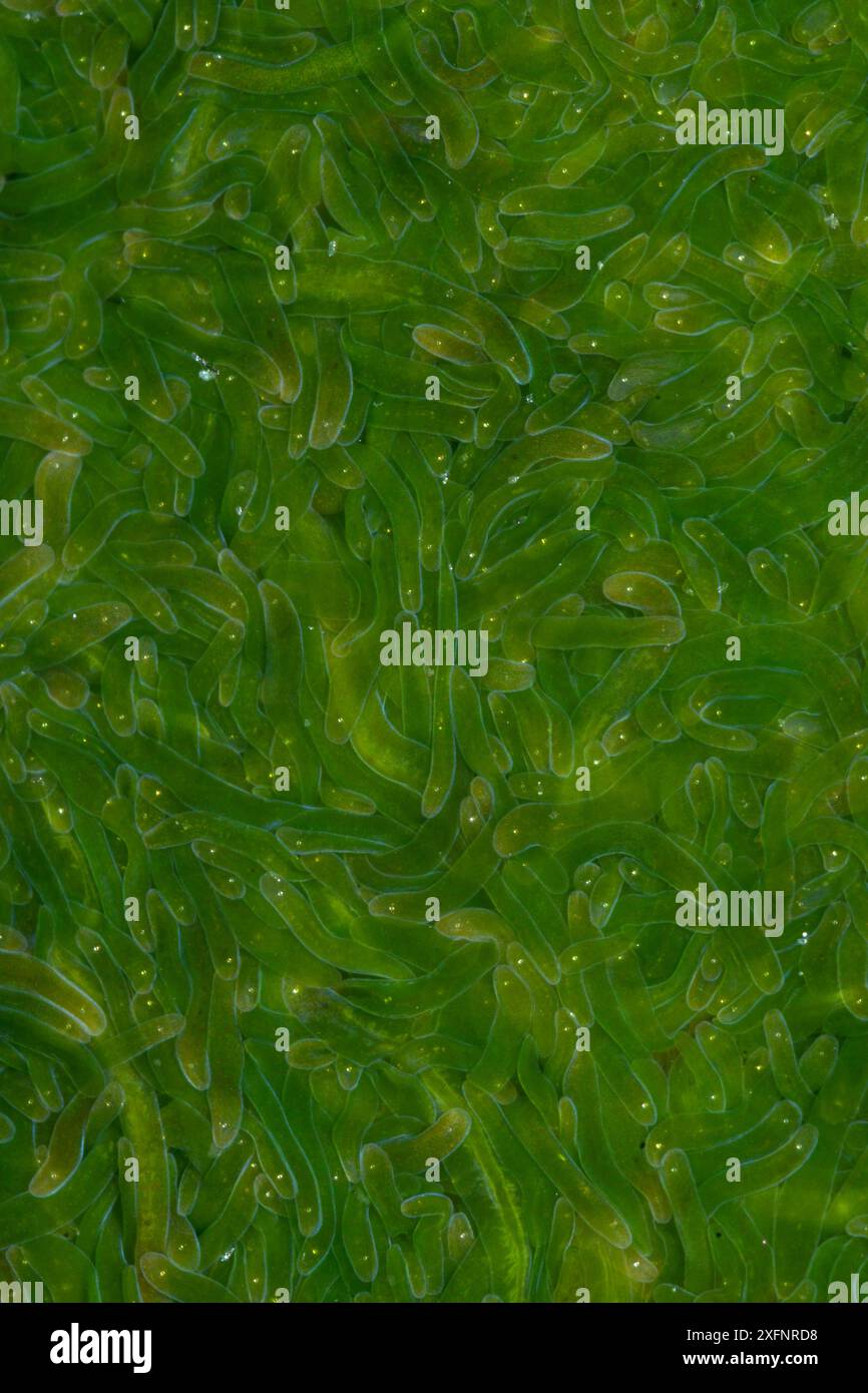 Mint-sauce worms (Symsagittifera roscoffensis / Convoluta roscoffensis ...