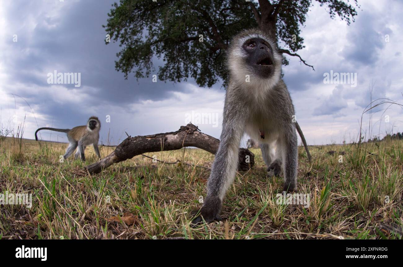 Vervet monkey (Cercopithecus aethiops) watching with curiosity. Taken ...