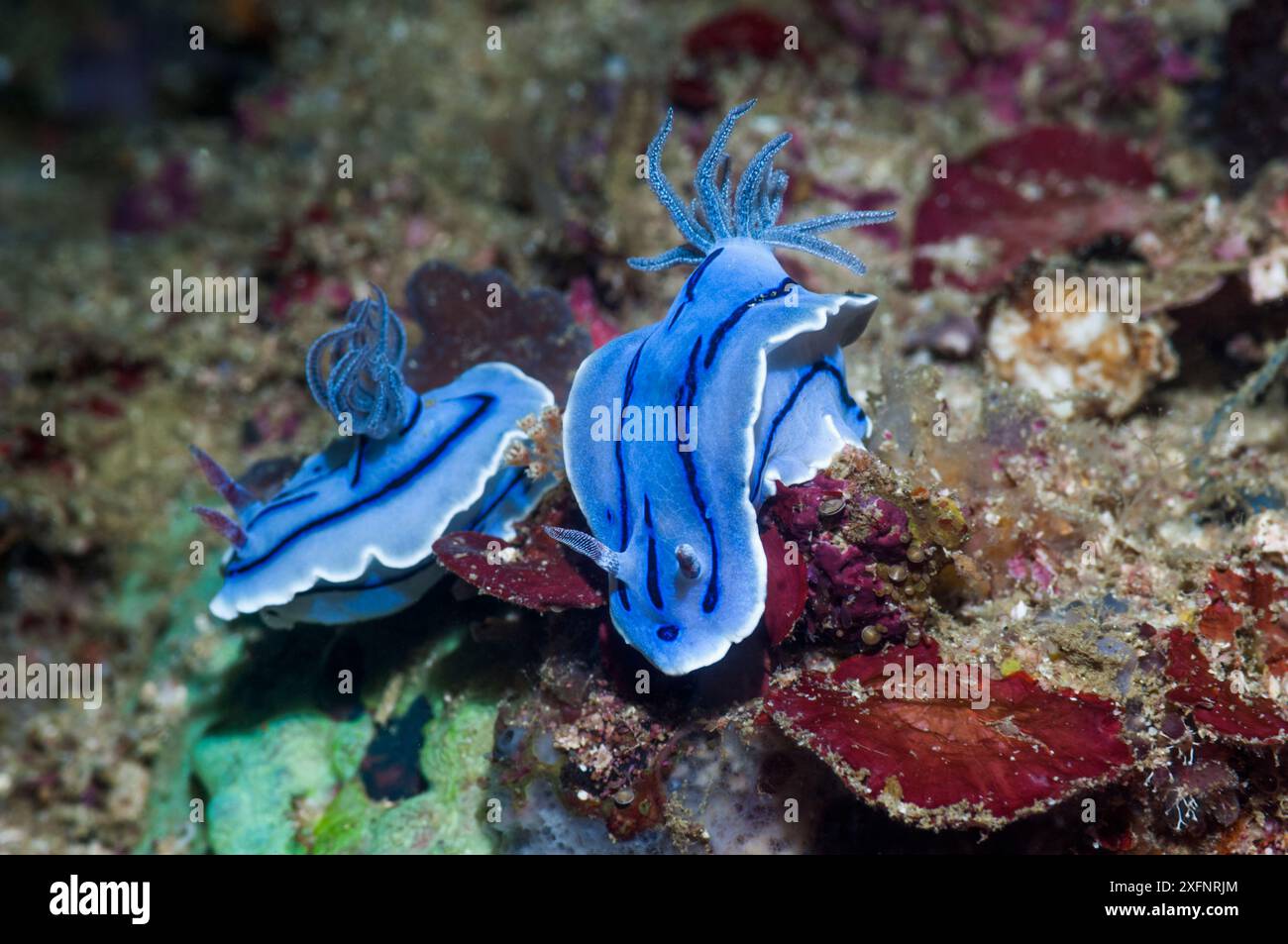Colorful nudibranchs hi-res stock photography and images - Alamy
