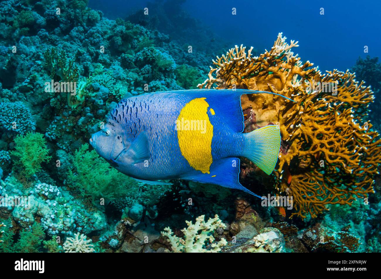 Yellowbar angelfish (Pomacanthus maculosus), Red Sea, Egypt. January ...