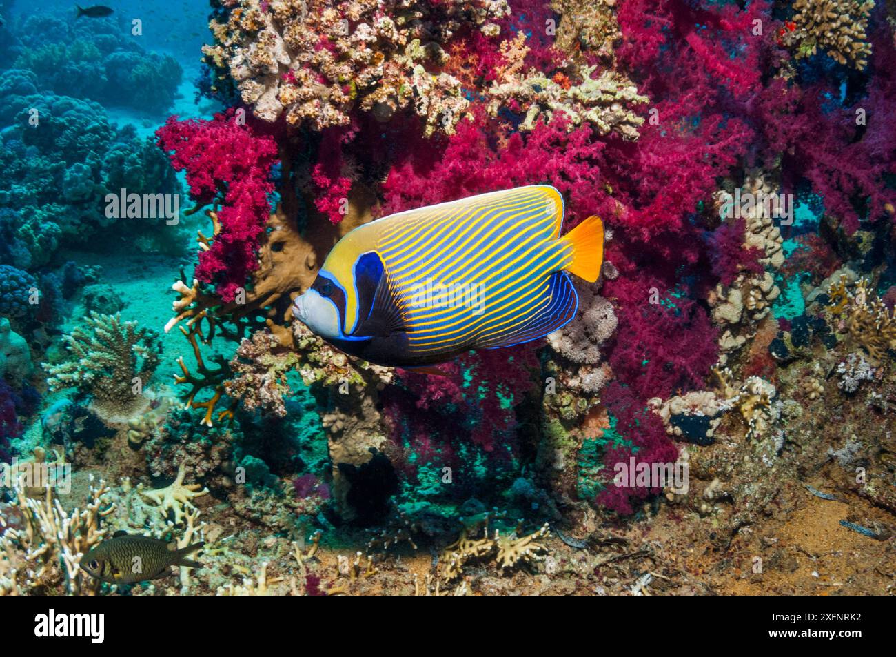 Emperor angelfish (Pomacanthus imperator) swimming past soft corals ...