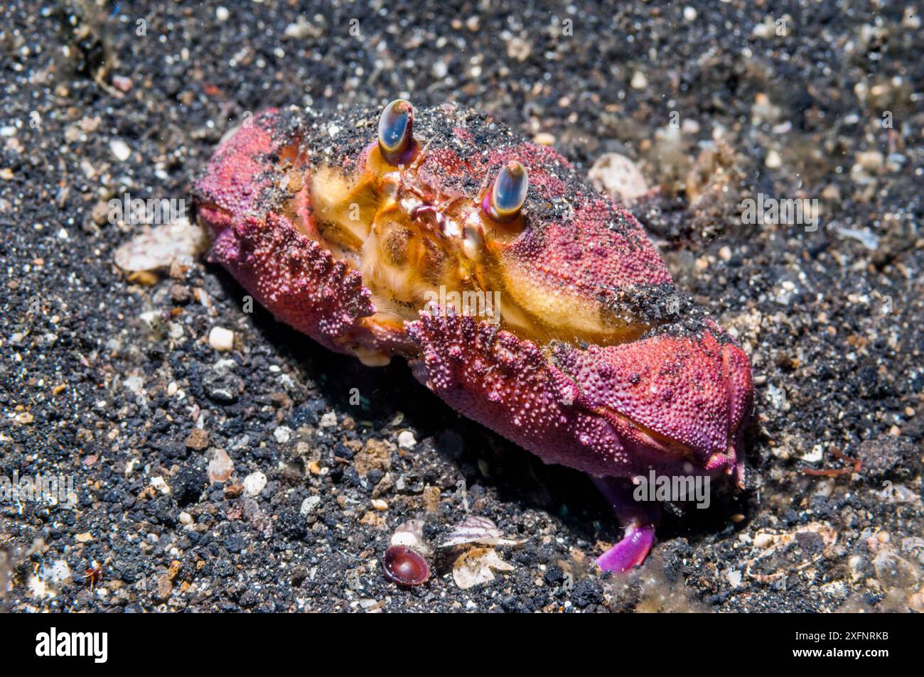 Box crab (Calappa sp.), Lembeh Strait, North Sulawesi, Indonesia ...