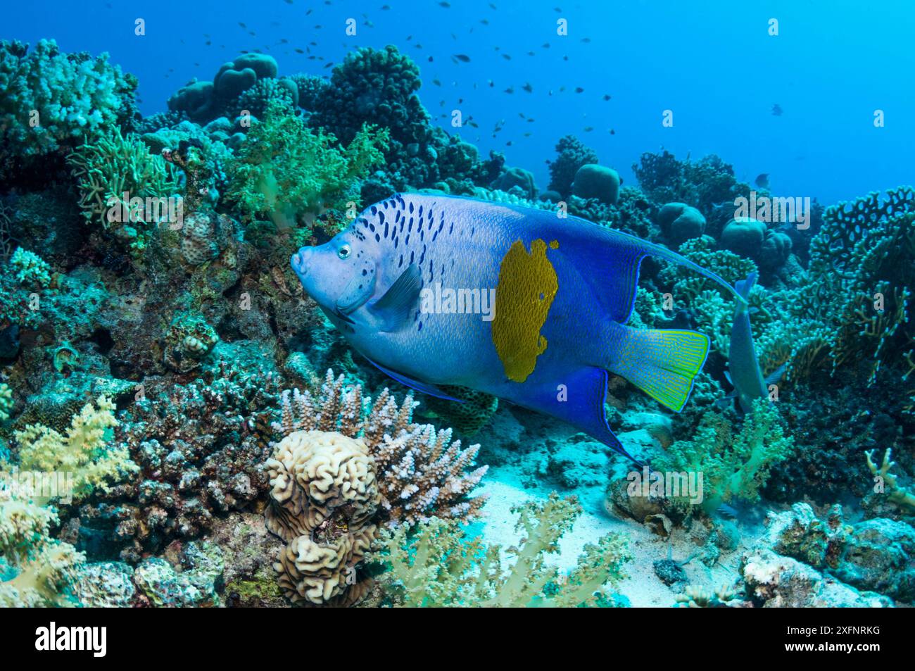 Yellowbar angelfish (Pomacanthus maculosus). Red Sea, Egypt. January ...