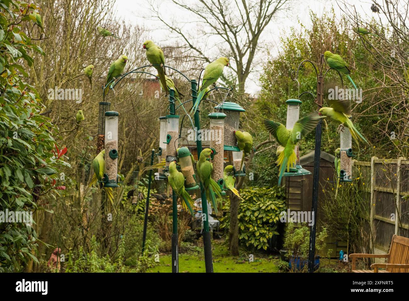 Rose-ringed or ring-necked parakeet (Psittacula krameri) on bird ...