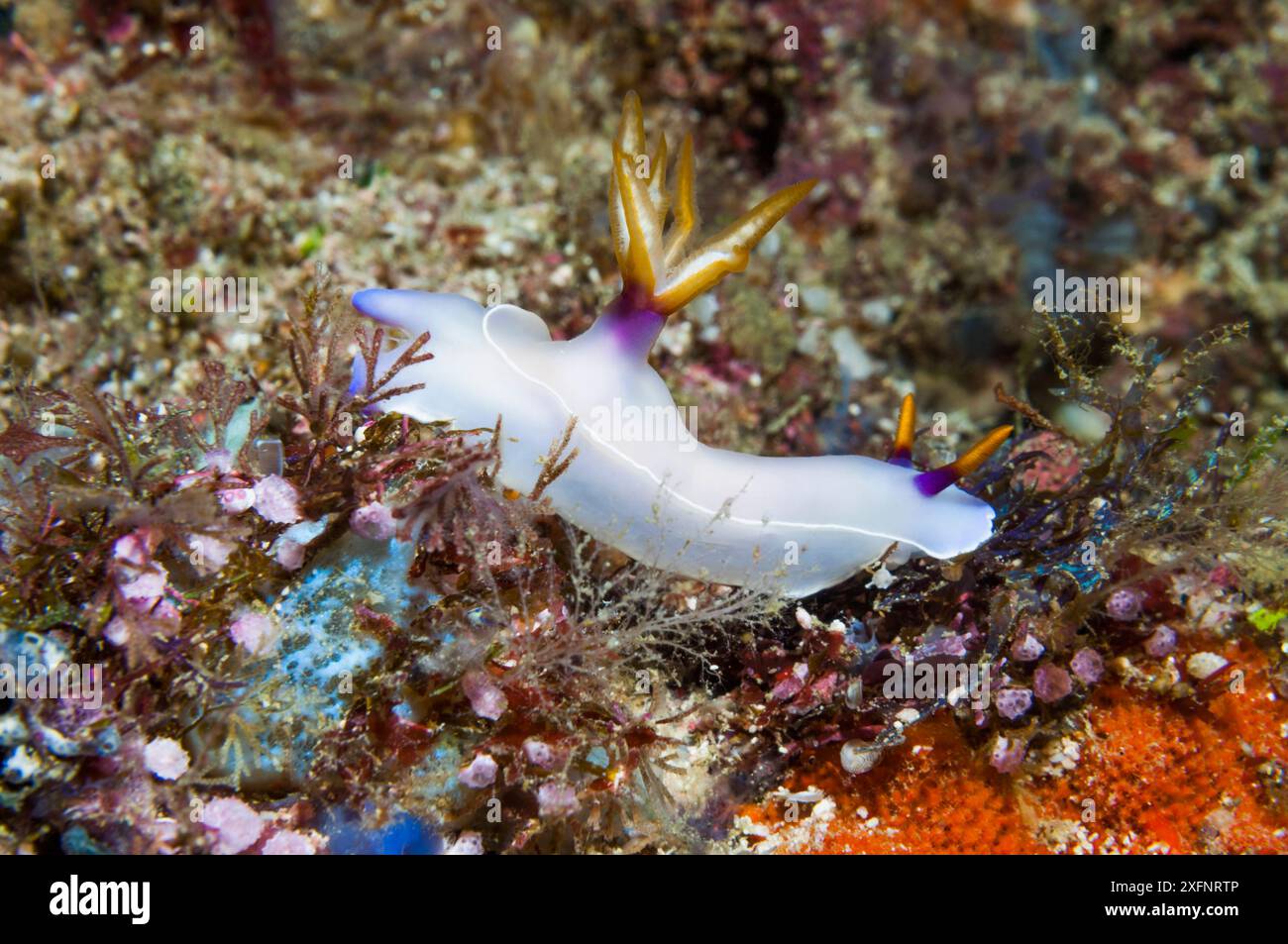 Chromadoris bullocki hi-res stock photography and images - Alamy
