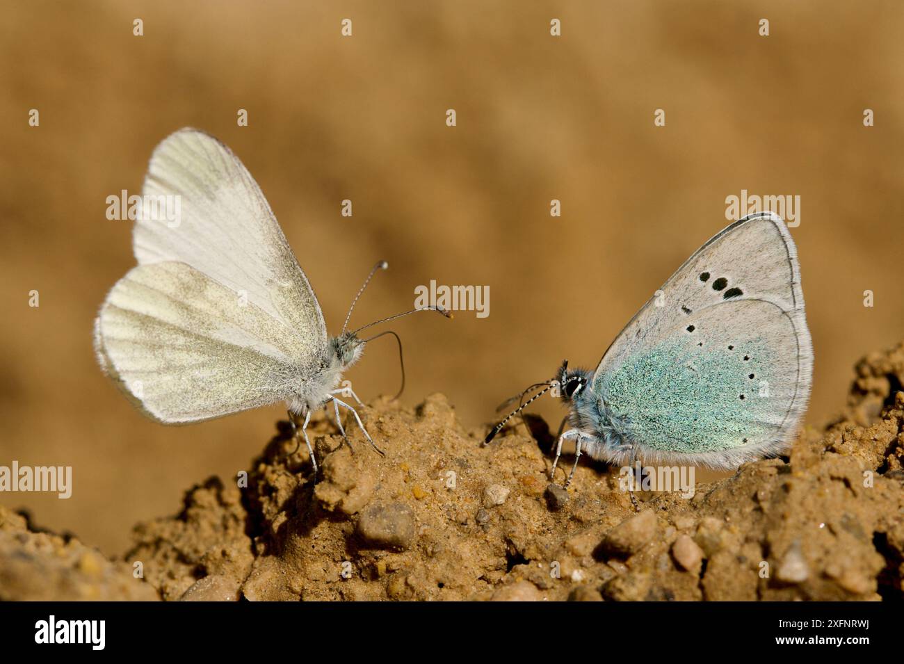 Green-underside blue butterfly (Glaucopsyche alexis) and Wood white ...