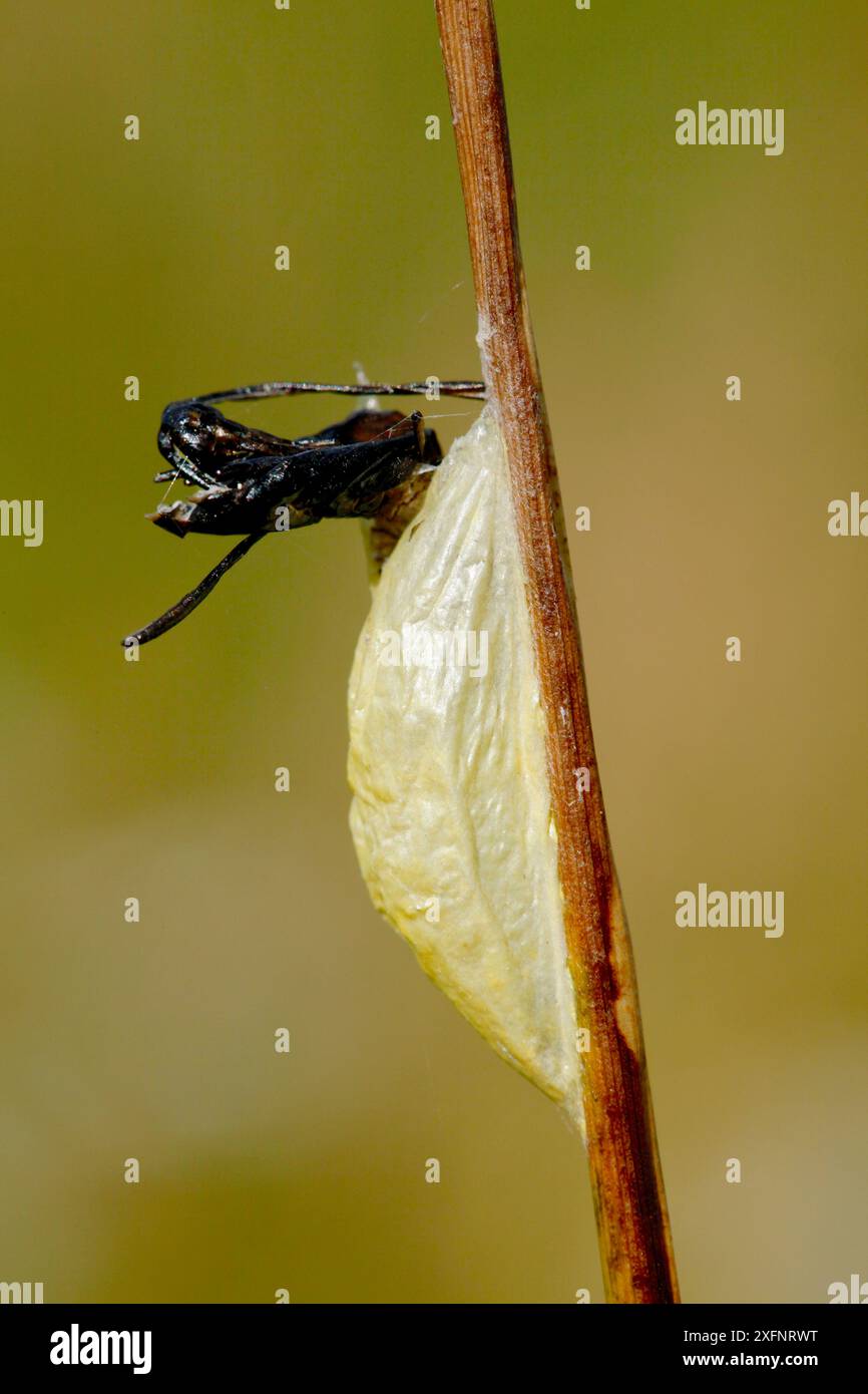 Burnet moth (Zygaena sp.) emerging chrysalis, Auvergne Volcanoes ...