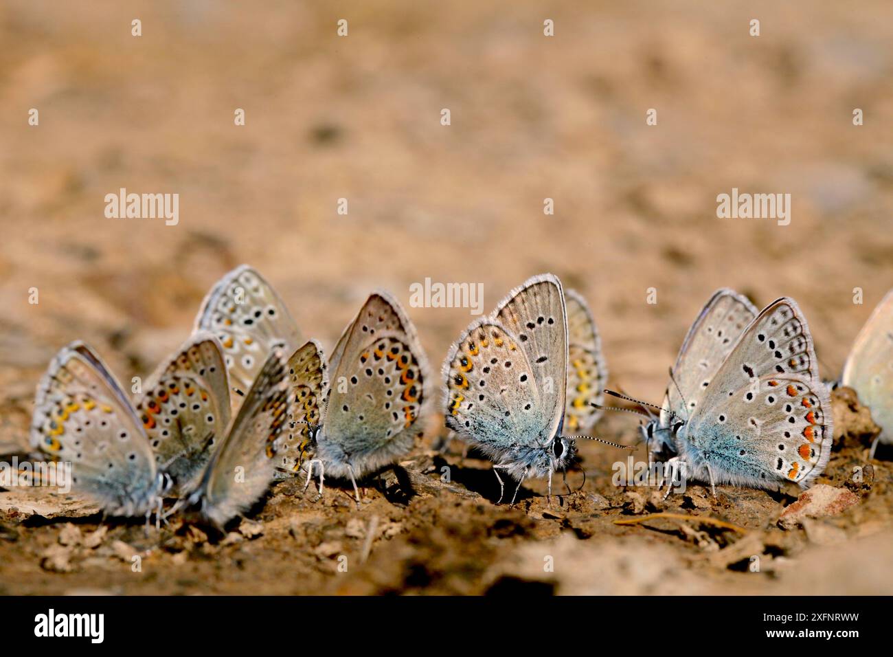 Northern blue butterfly hi-res stock photography and images - Alamy