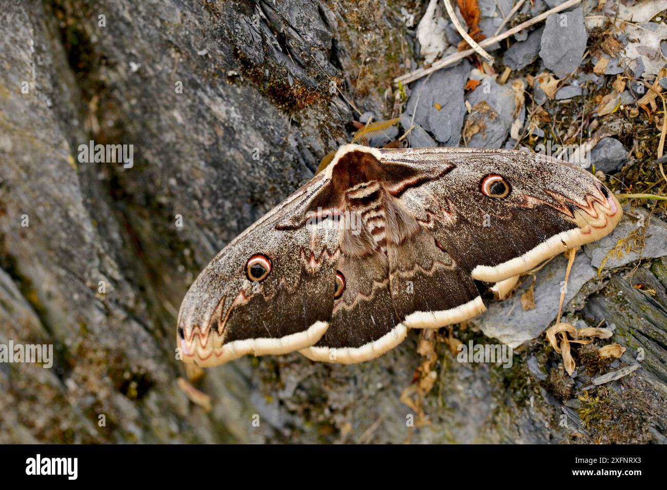 Giant peacock moth (Saturnia pyri), Mercantour National Park, France ...