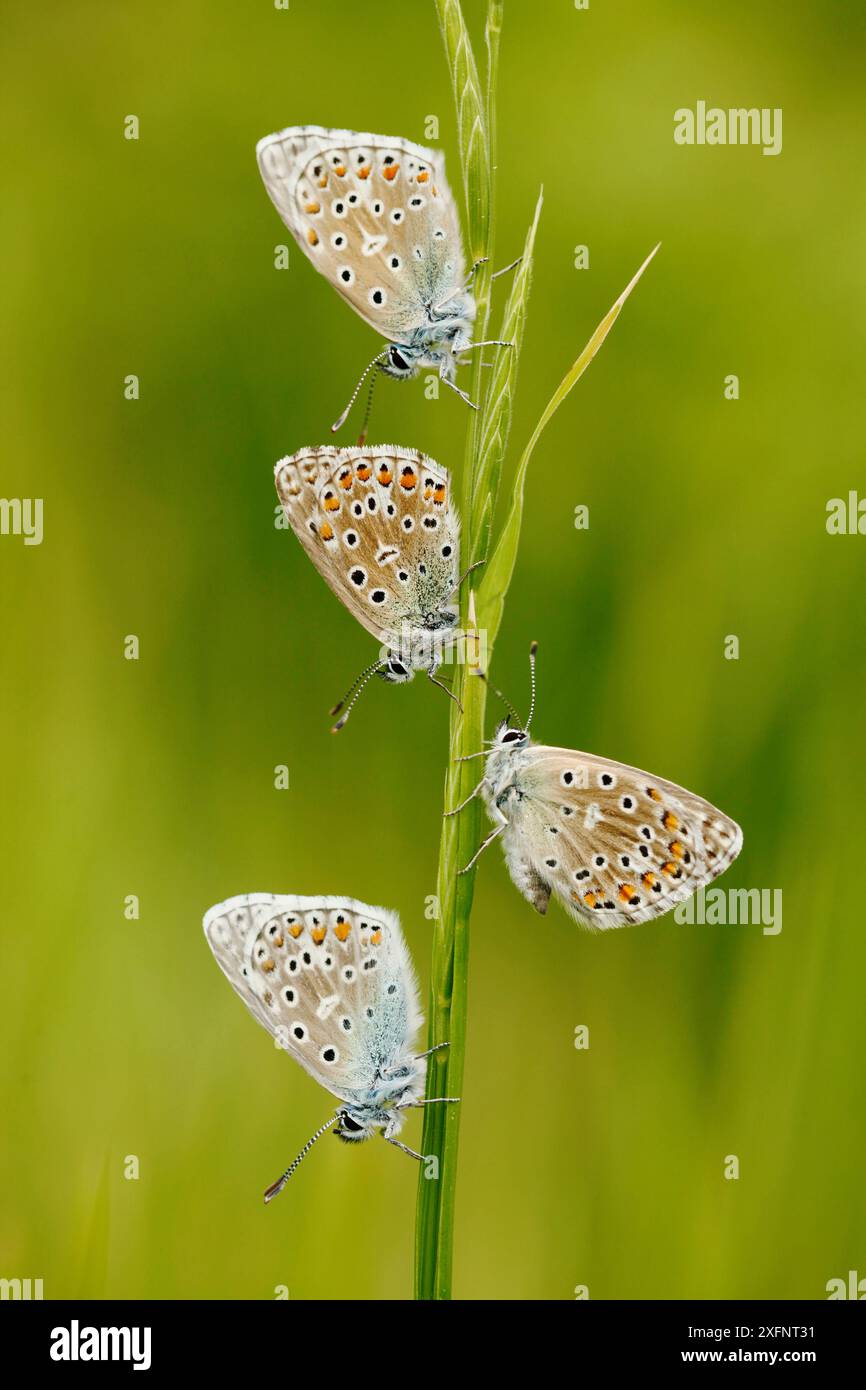 Adonis blue butterflies (Polyommatus bellargus) group of four, La ...