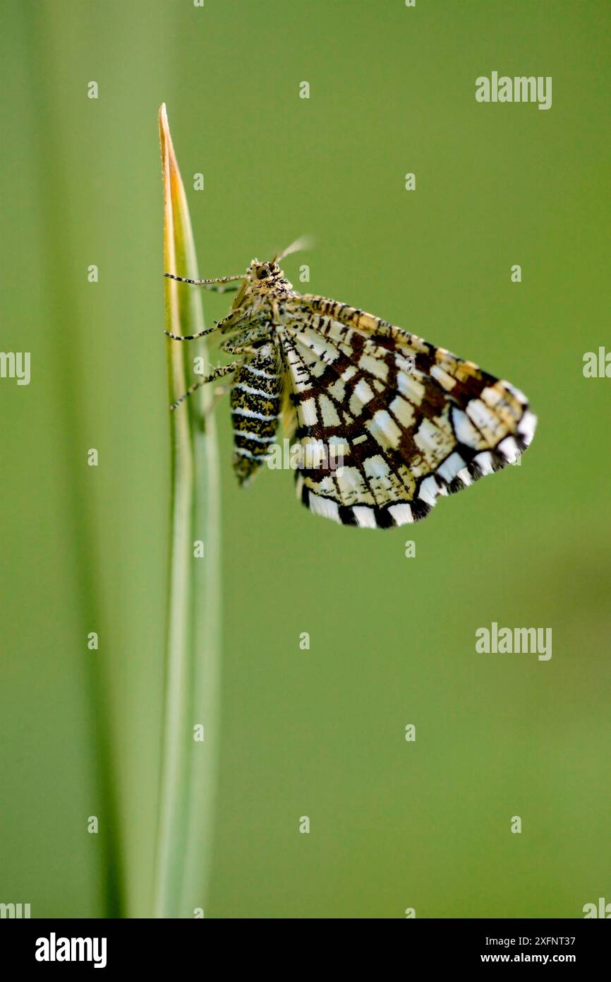 France french moths hi-res stock photography and images - Alamy