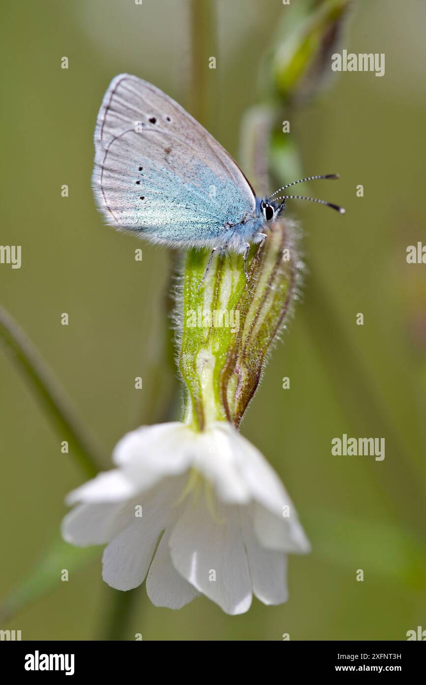 Osiris blue butterfly hi-res stock photography and images - Alamy