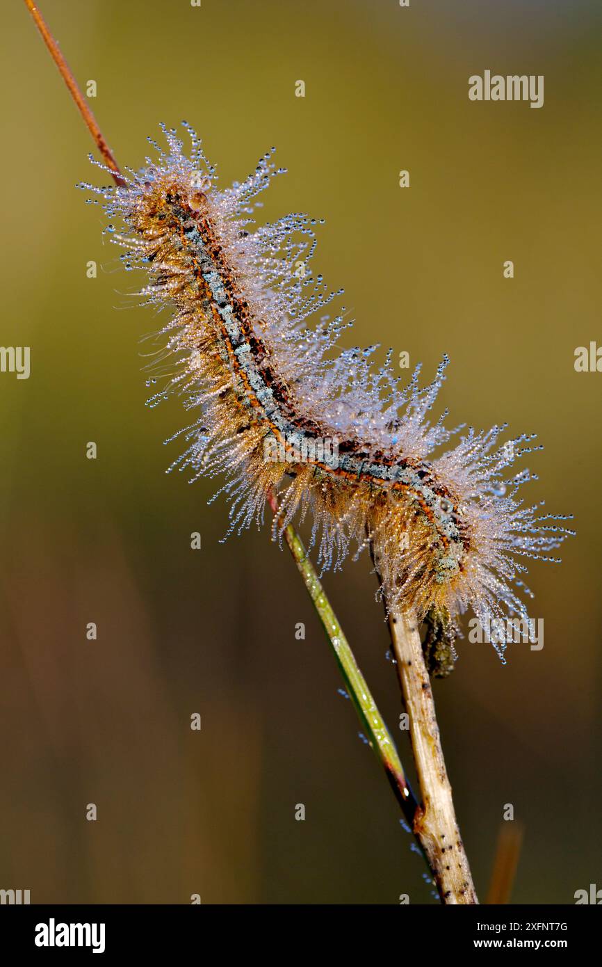 Ground lackey moth (Malacosoma castrense) caterpillar, Herault, France ...