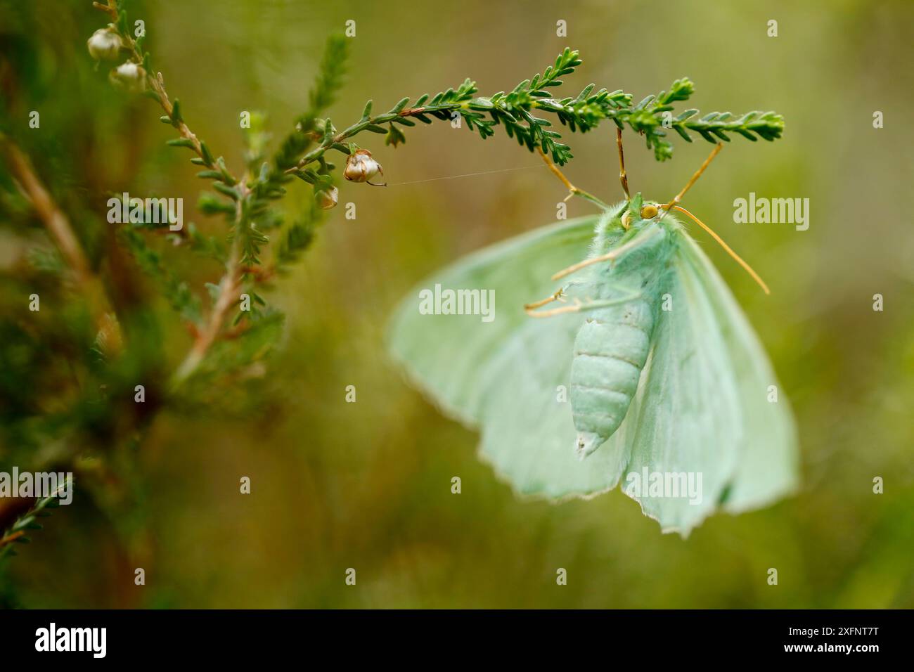 France french moths hi-res stock photography and images - Alamy