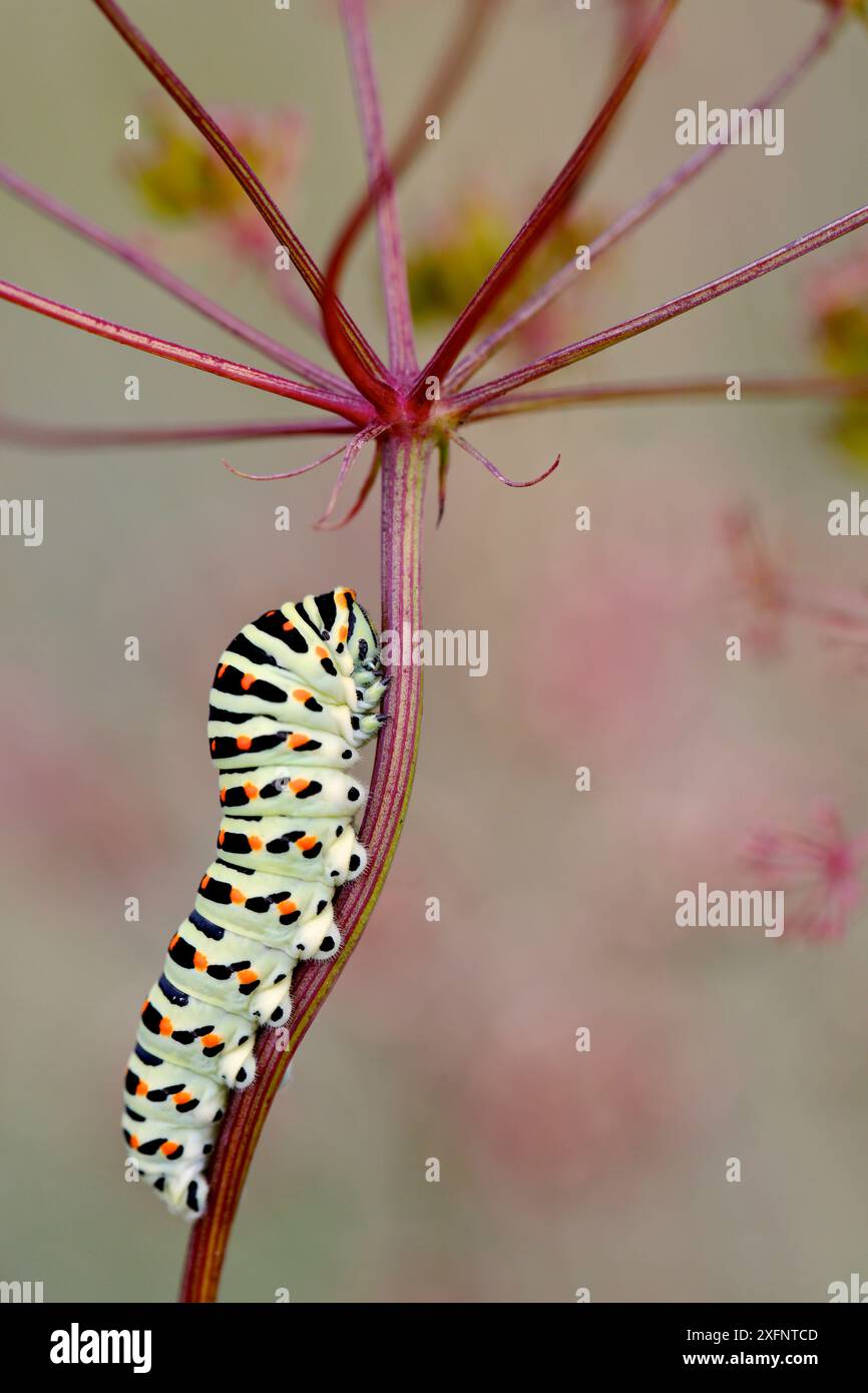 Common swallowtail butterfly (Papilio machon) caterpillar, Isere ...