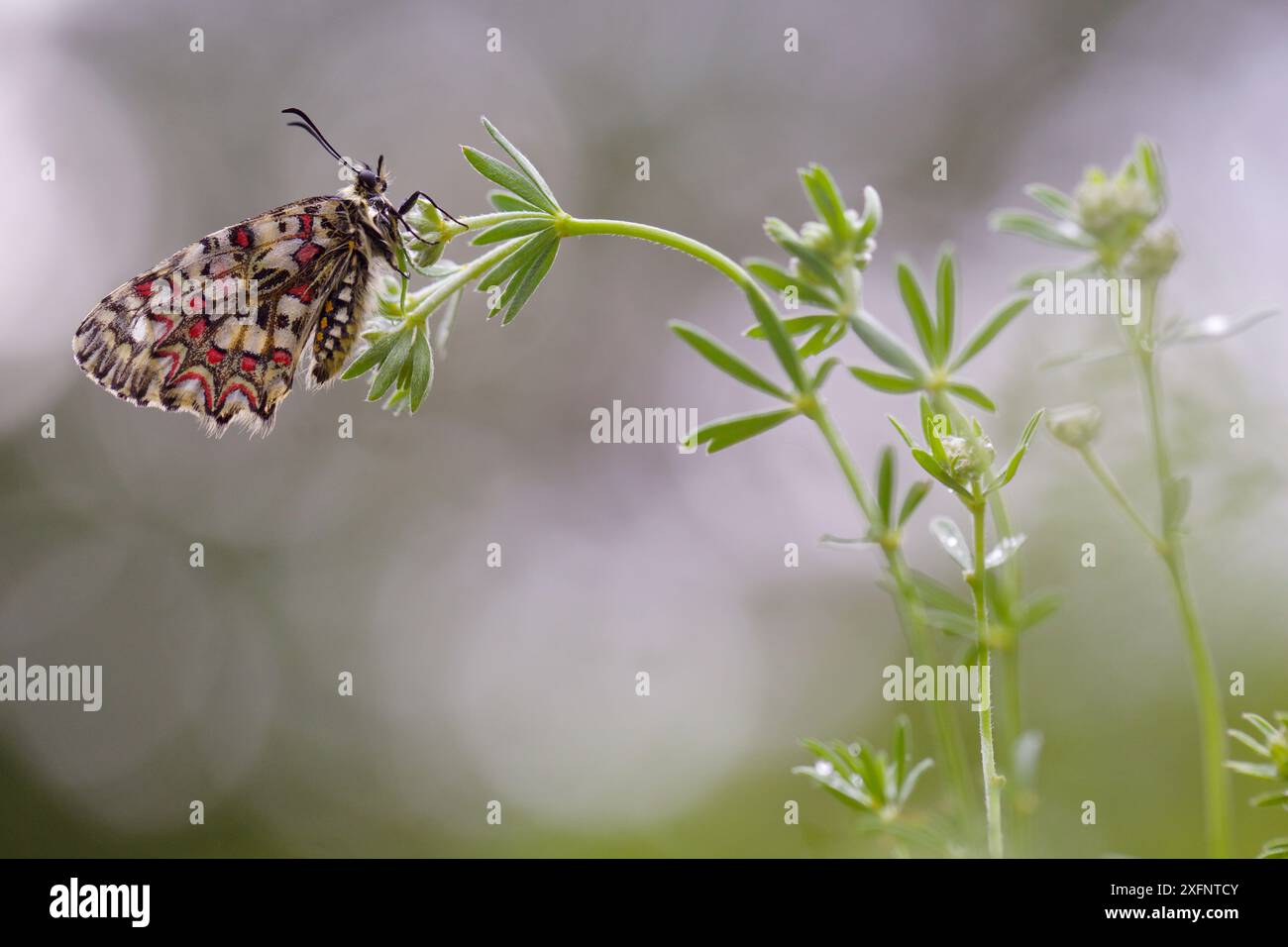 Spanish Festoon butterfly (Zerynthia rumina) flowers, Grands Causses ...