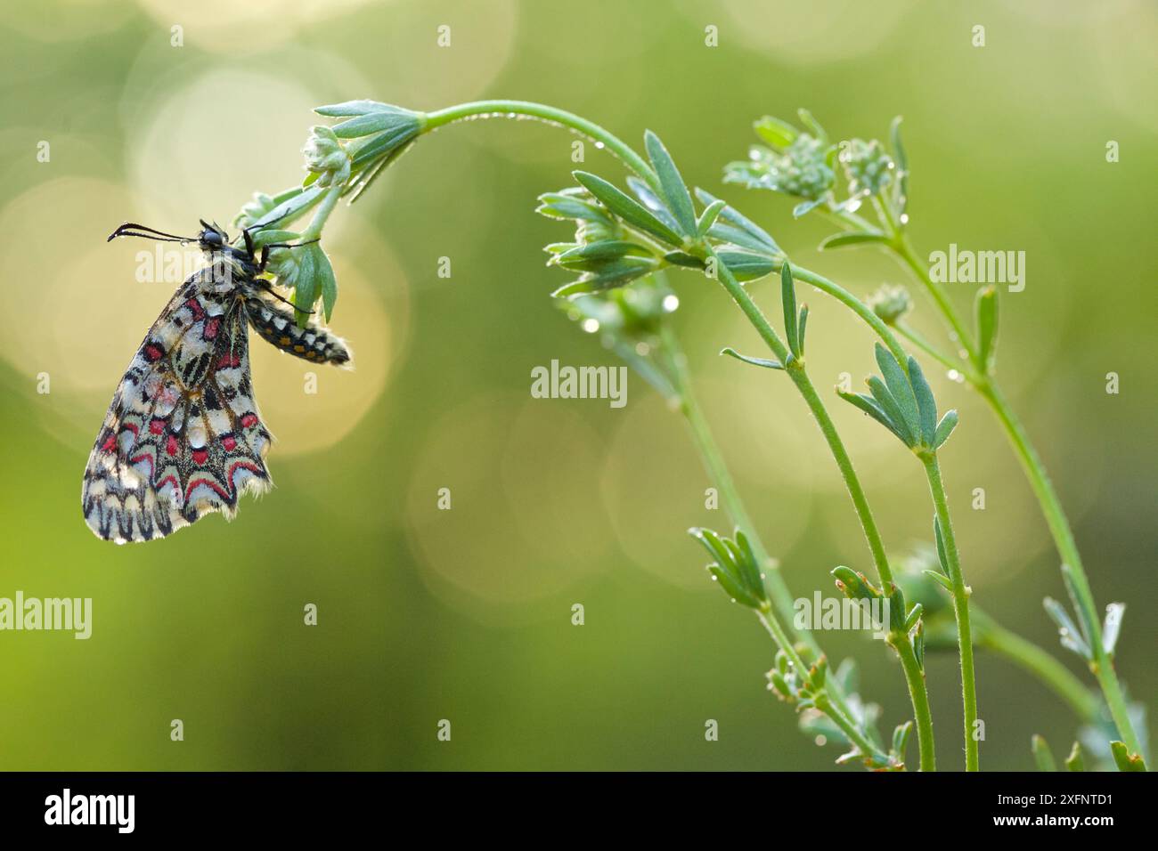 Spanish Festoon butterfly (Zerynthia rumina), Grands Causses Regional ...