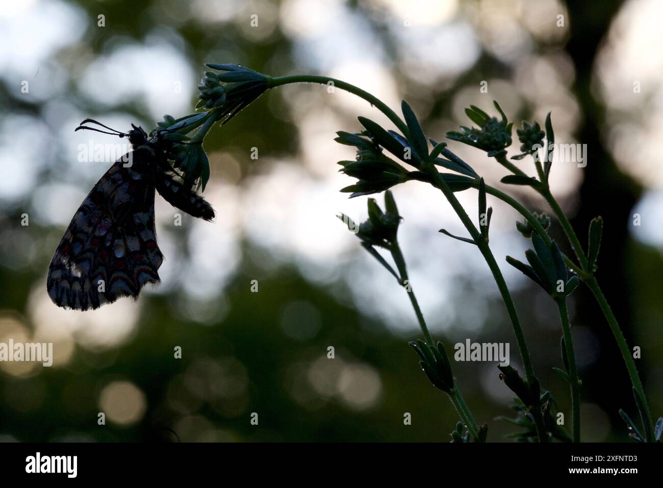 Spanish Festoon butterfly (Zerynthia rumina) silhouette, Grands Causses ...