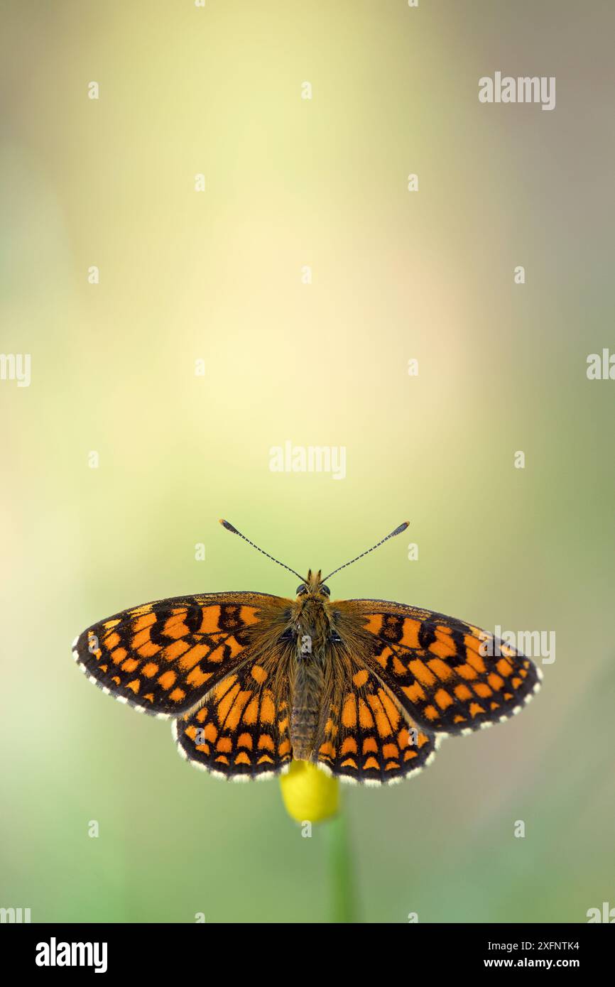 Heath fritillary (Melitea athalia), Var, France, May Stock Photo - Alamy