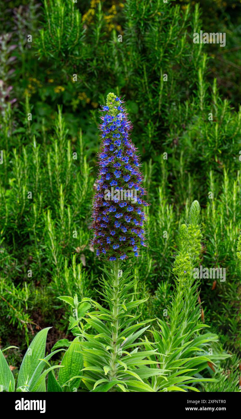 Echium candicans pride of Madeira purple flowers Stock Photo - Alamy