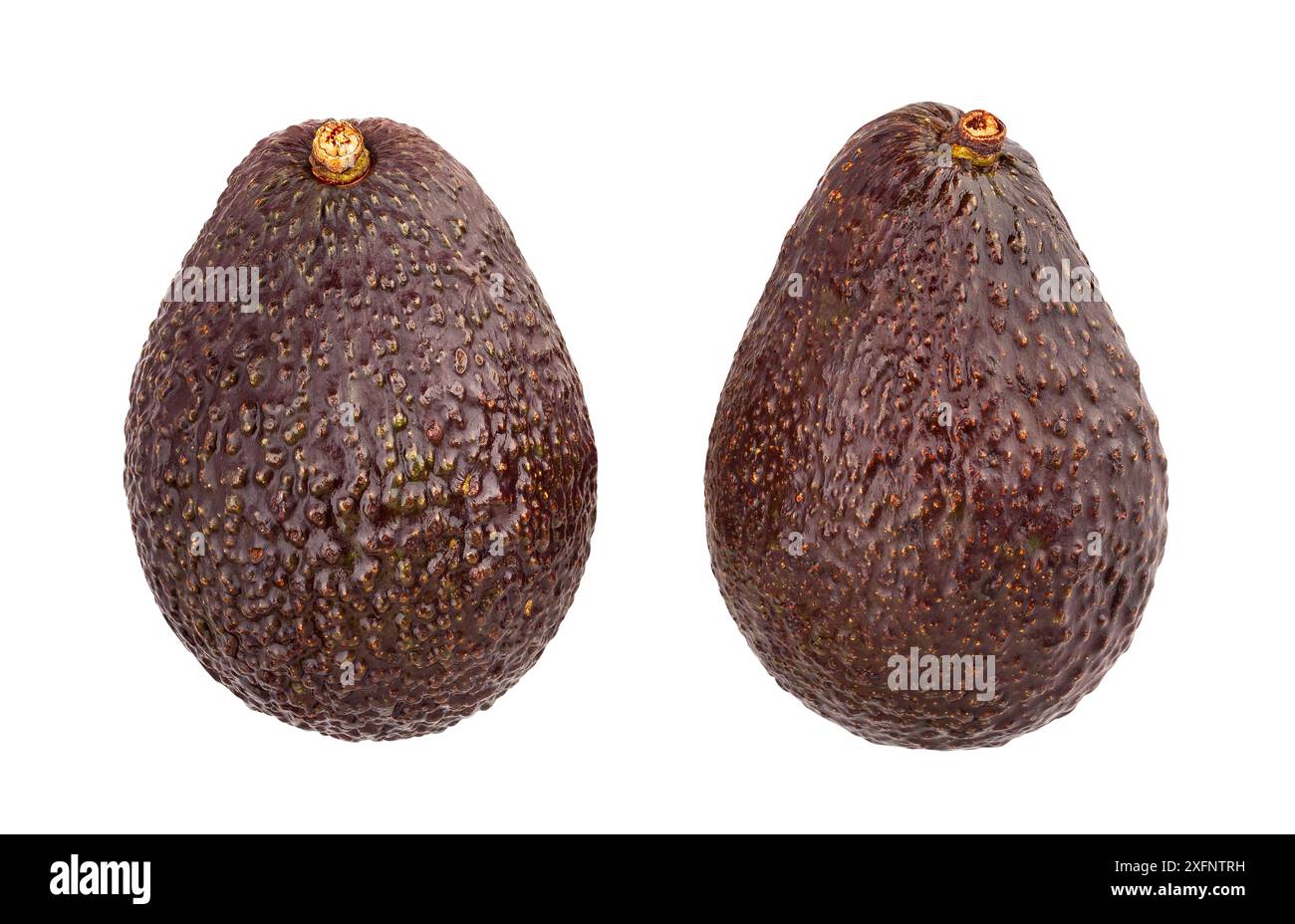 White hass hi-res stock photography and images - Alamy