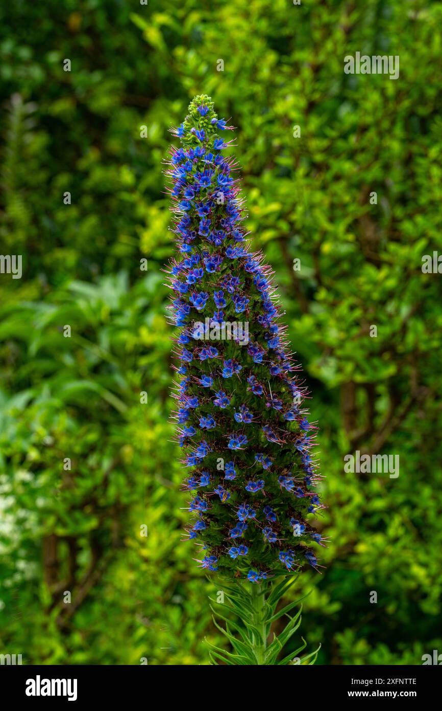 Echium candicans pride of Madeira purple flowers Stock Photo - Alamy